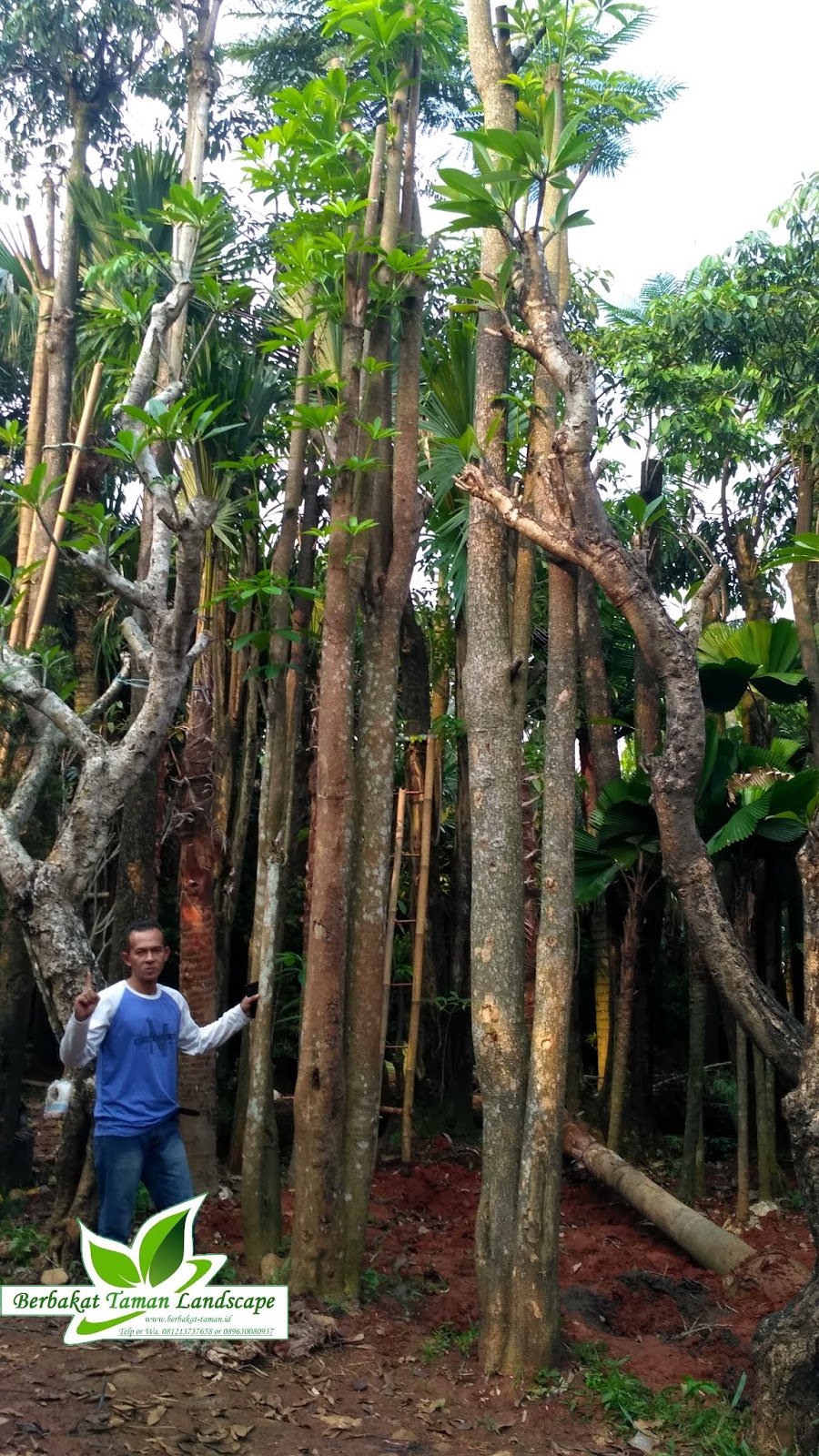 Jual Pohon Pule Murah Atau Pohon Pulai Alstonia Scholaris - Tukang ...