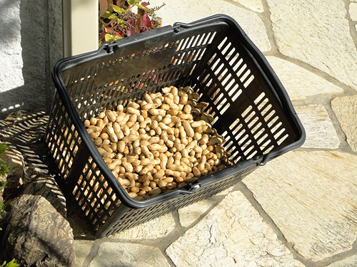 Italyanello in Giappone: Bagigi! ピーナッツ！