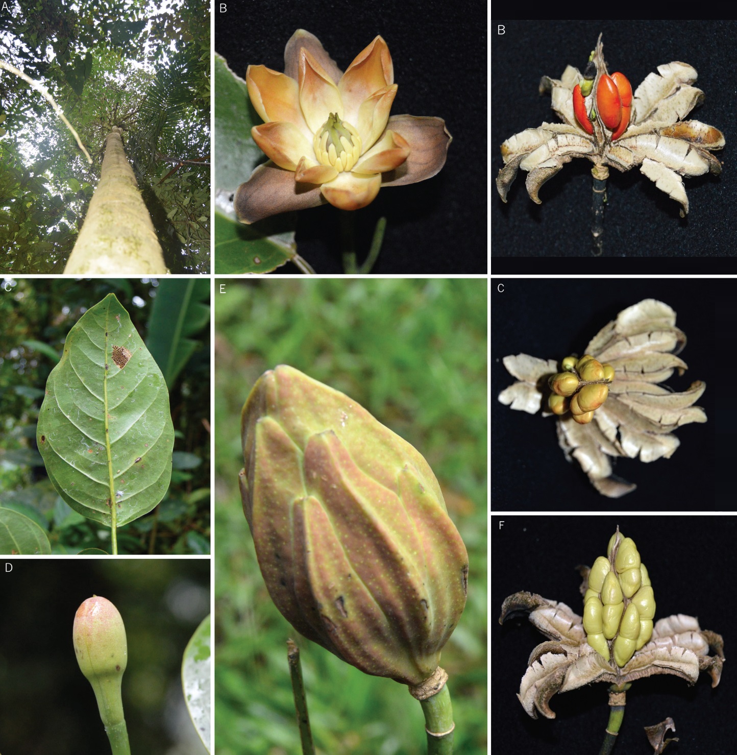 Species New to Science: [Botany • 2018] Magnolia mercedesiarum (subsect ...