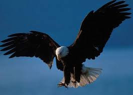 HISTORA YA NDEGE AINA TAI