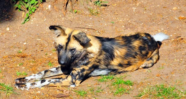 PRINCE KINGSLEY AFRICAN WILD DOGS prince-kingsley-african-wild-dogs