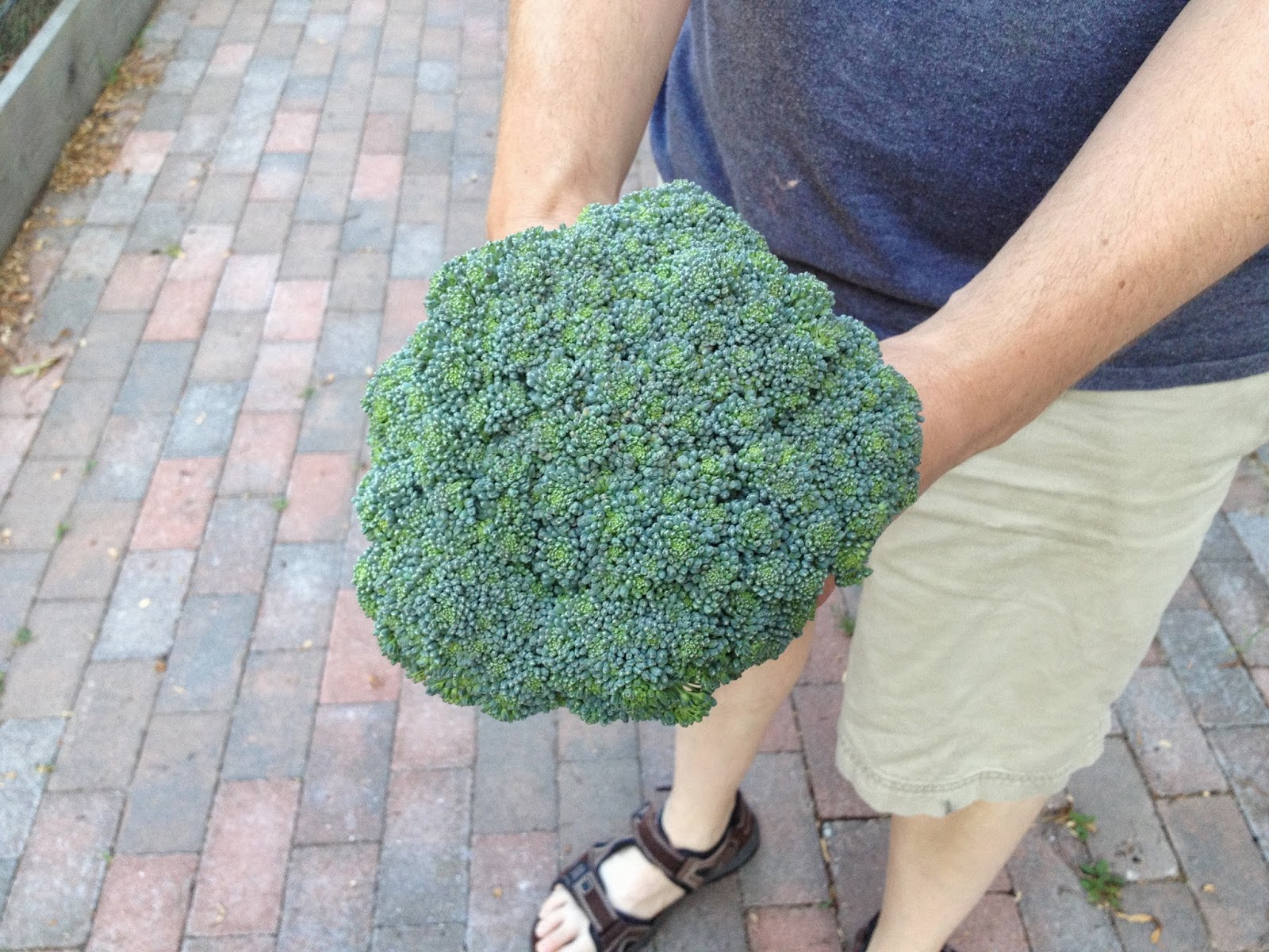 Big, Beautiful Broccoli!
