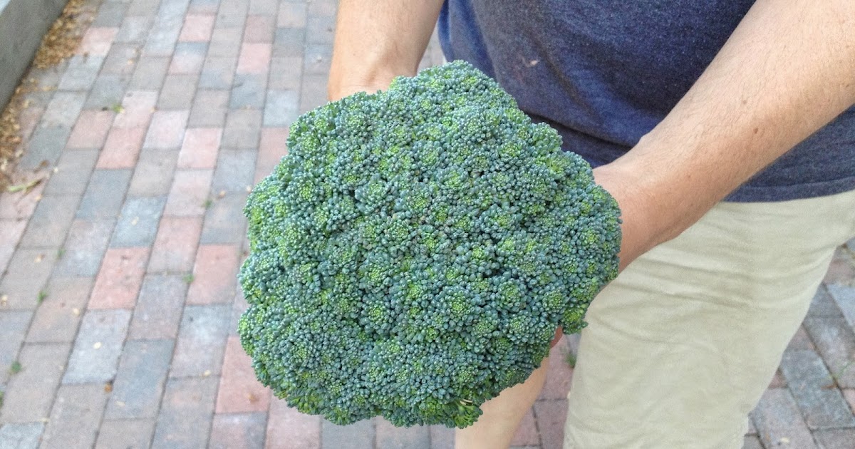 Big, Beautiful Broccoli!