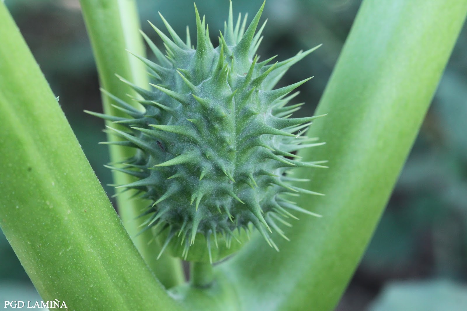 DATURA STRAMONIUM. estramonio o higuera loca.