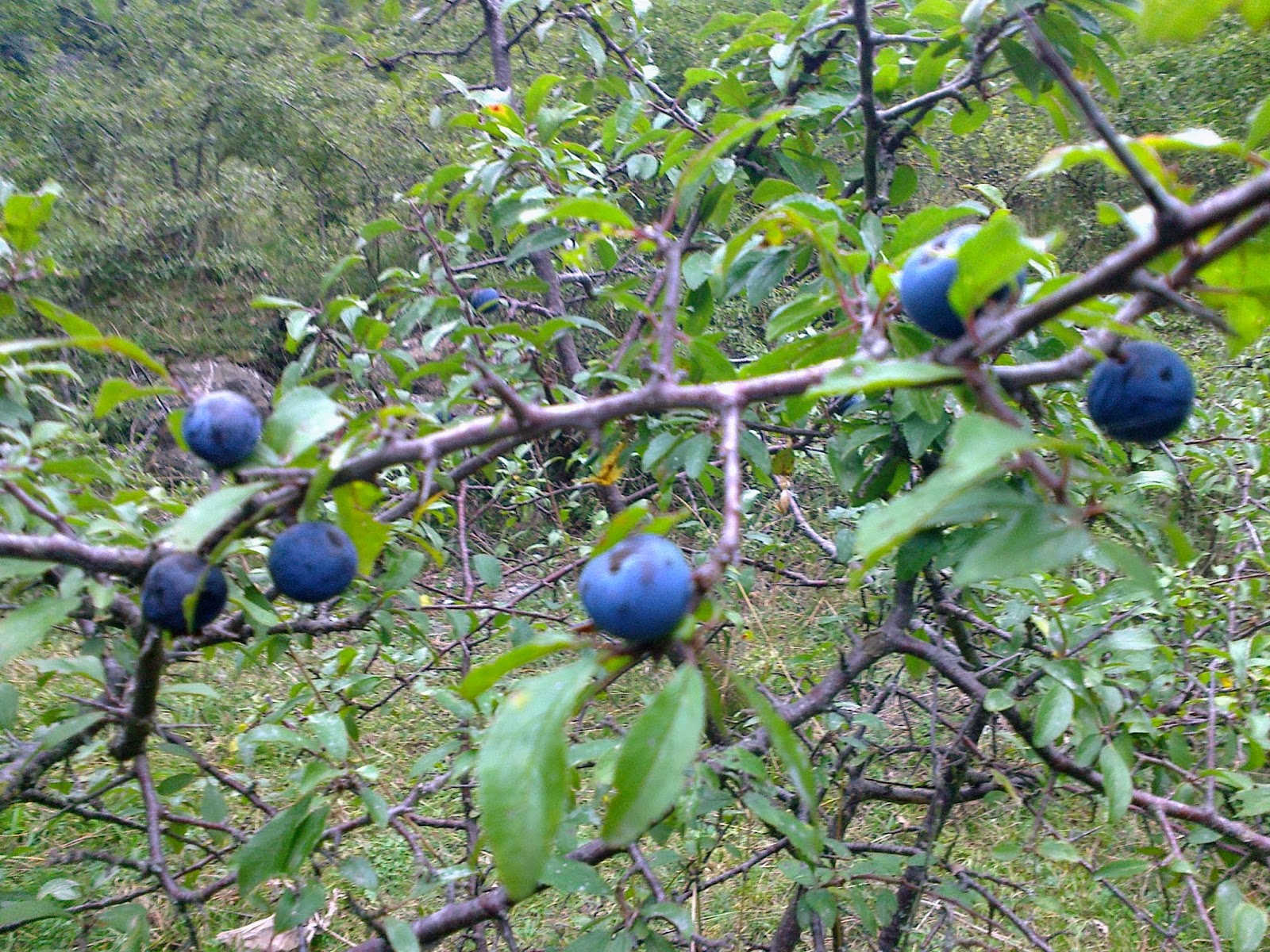 ultraparis : Corrent fins al Salt de Sallent: TARDOR 2013