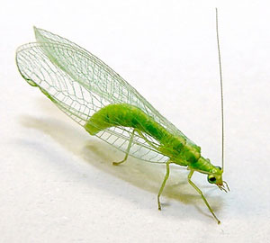 Ciência UENF: Insetos persistentes