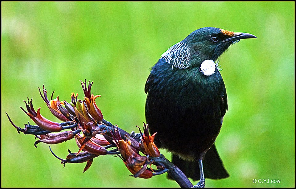 Man Behind Lens: Tui Obsession!