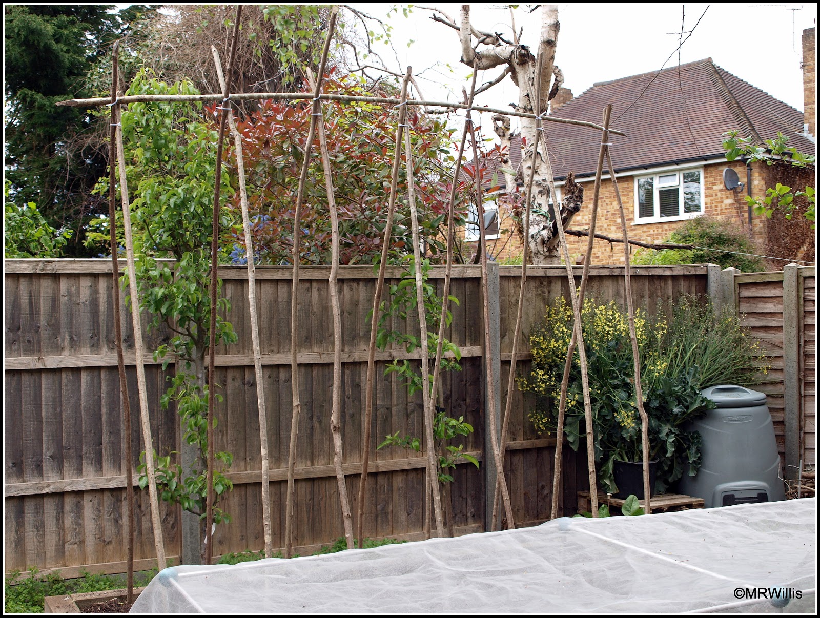 Mark's Veg Plot: Hazel beanpoles