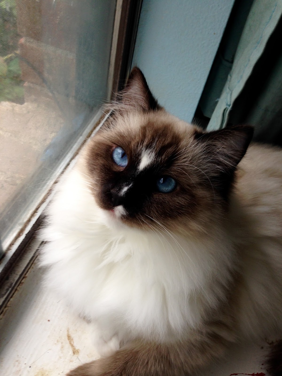Life with Ragdolls: Crystal Blue and Sapphire Blue Eyes