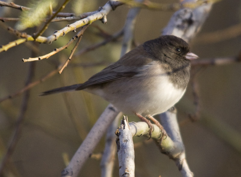Greg's Blog: February 16, 2010: Birding Redlands and Yucaipa, California