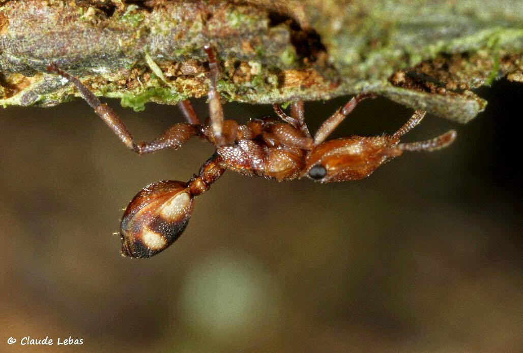 fourmis du Mexique: Cephalotes umbraculatus