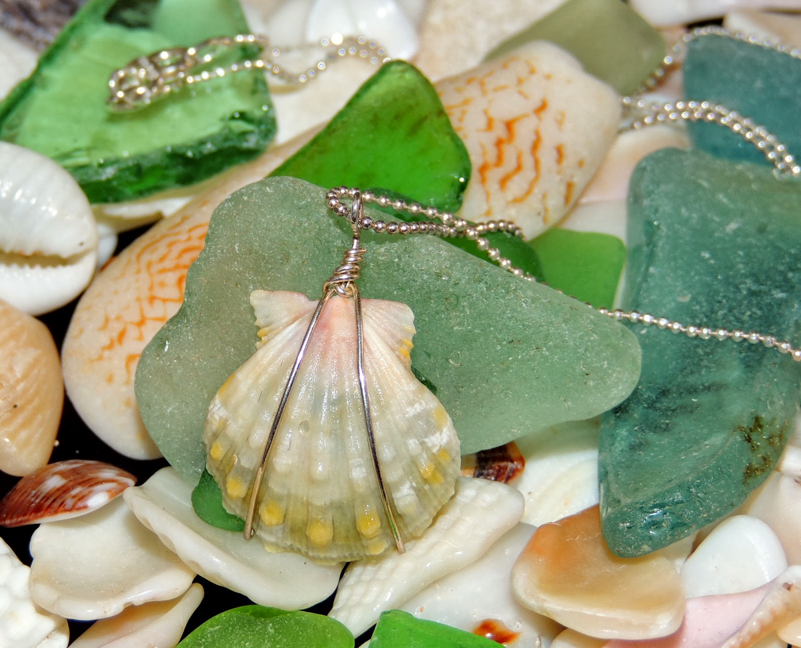 ShellsHawaii ...by Janjira: Sunrise shells / Langford 's Pecten