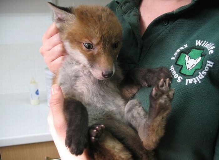 Fox Stuck In Mud Rescued (3 pics) - World Of Technology