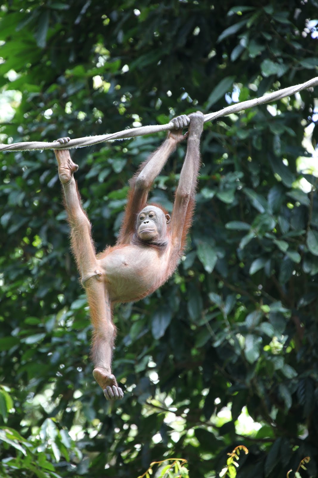 96.4% Orangutang : r/pics