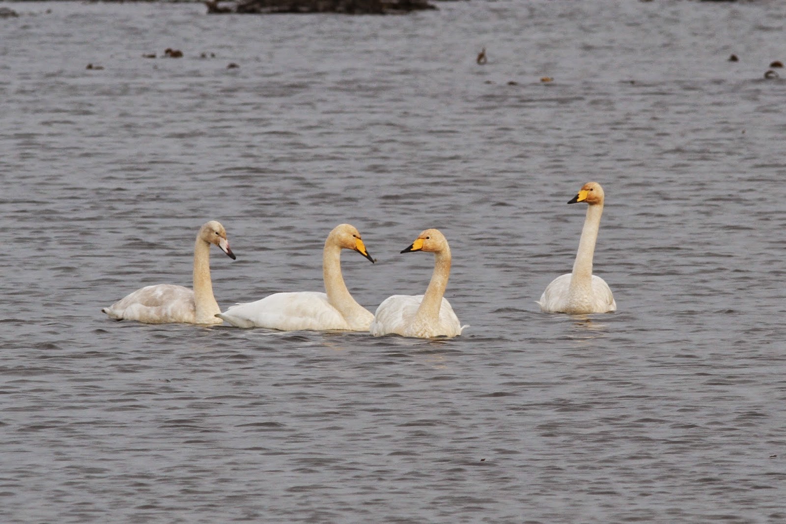 TrogTrogBlog: Four swans-a-swimming
