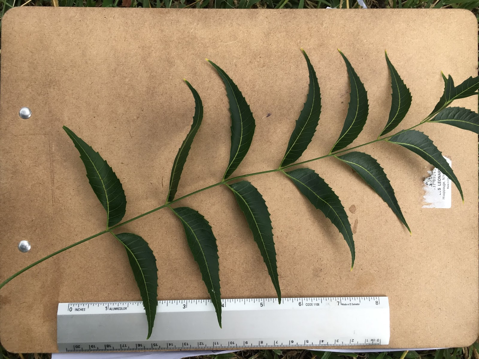 Azadirachta indica (Neem Tree)