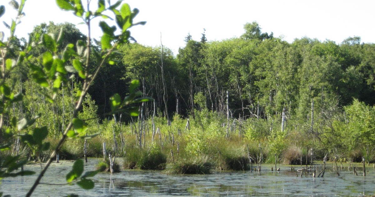 Wiesmoor-info: Das Moor