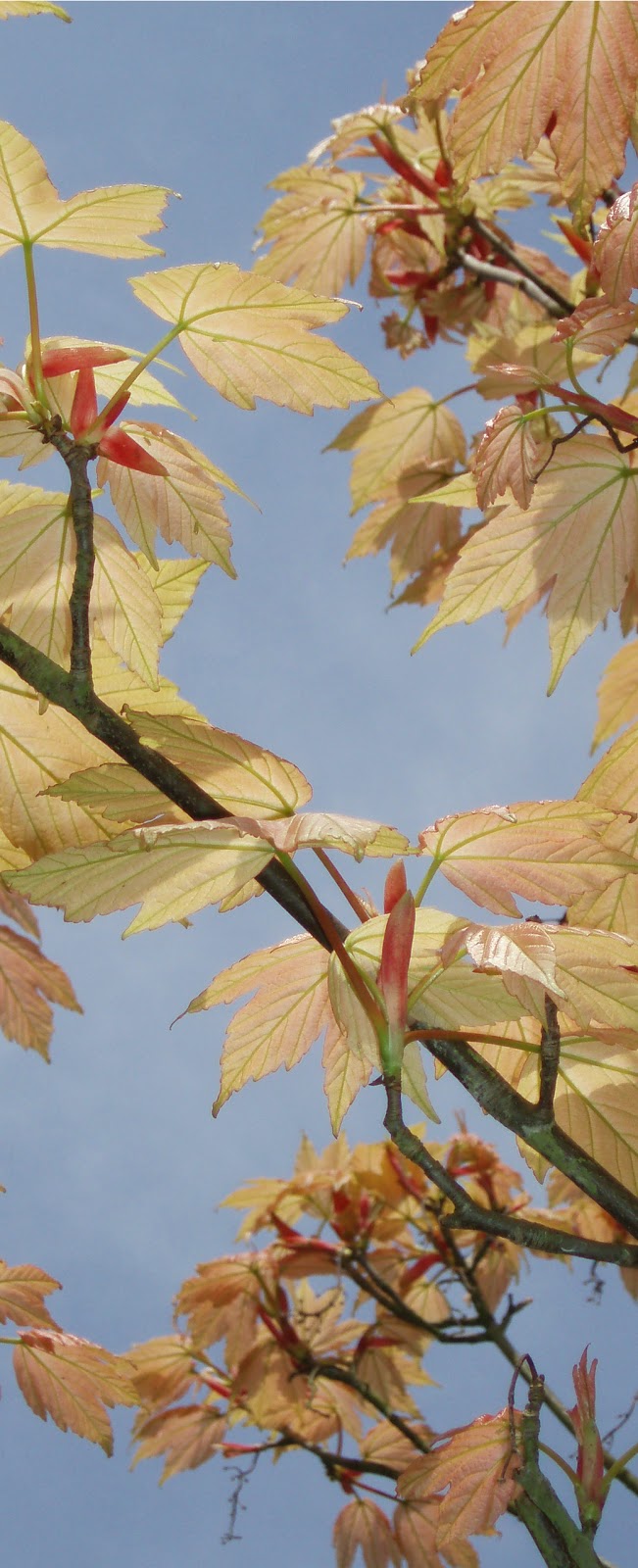 Babs ♡ Color & Theme