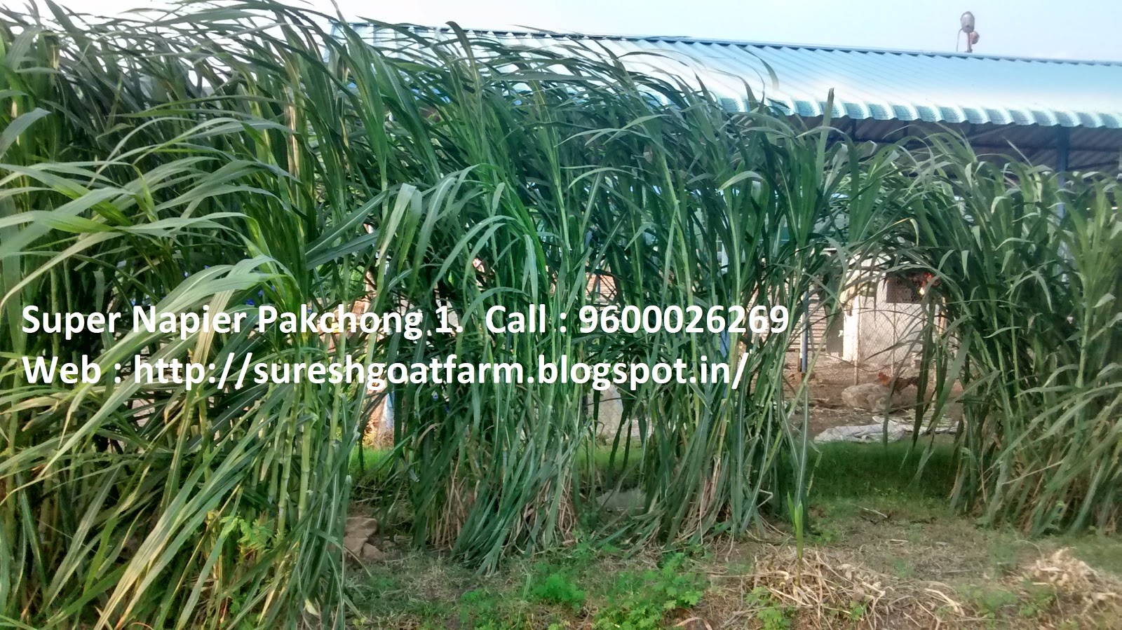 SUPER Napier in Tamil nadu