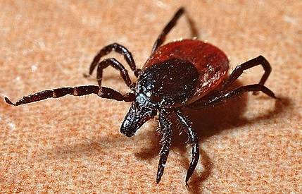 Računovodstvo in Računovodski servis: junij 2017