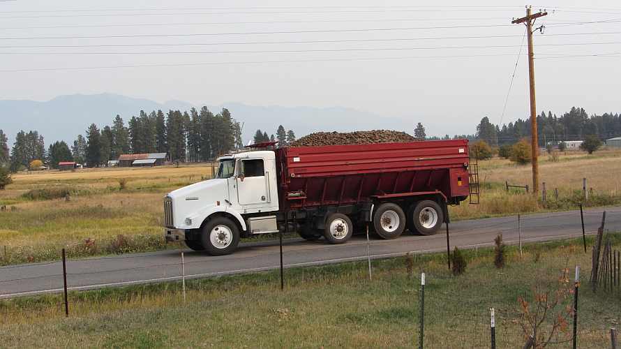 Life among the Tall Pines: Harvesting Potatoes