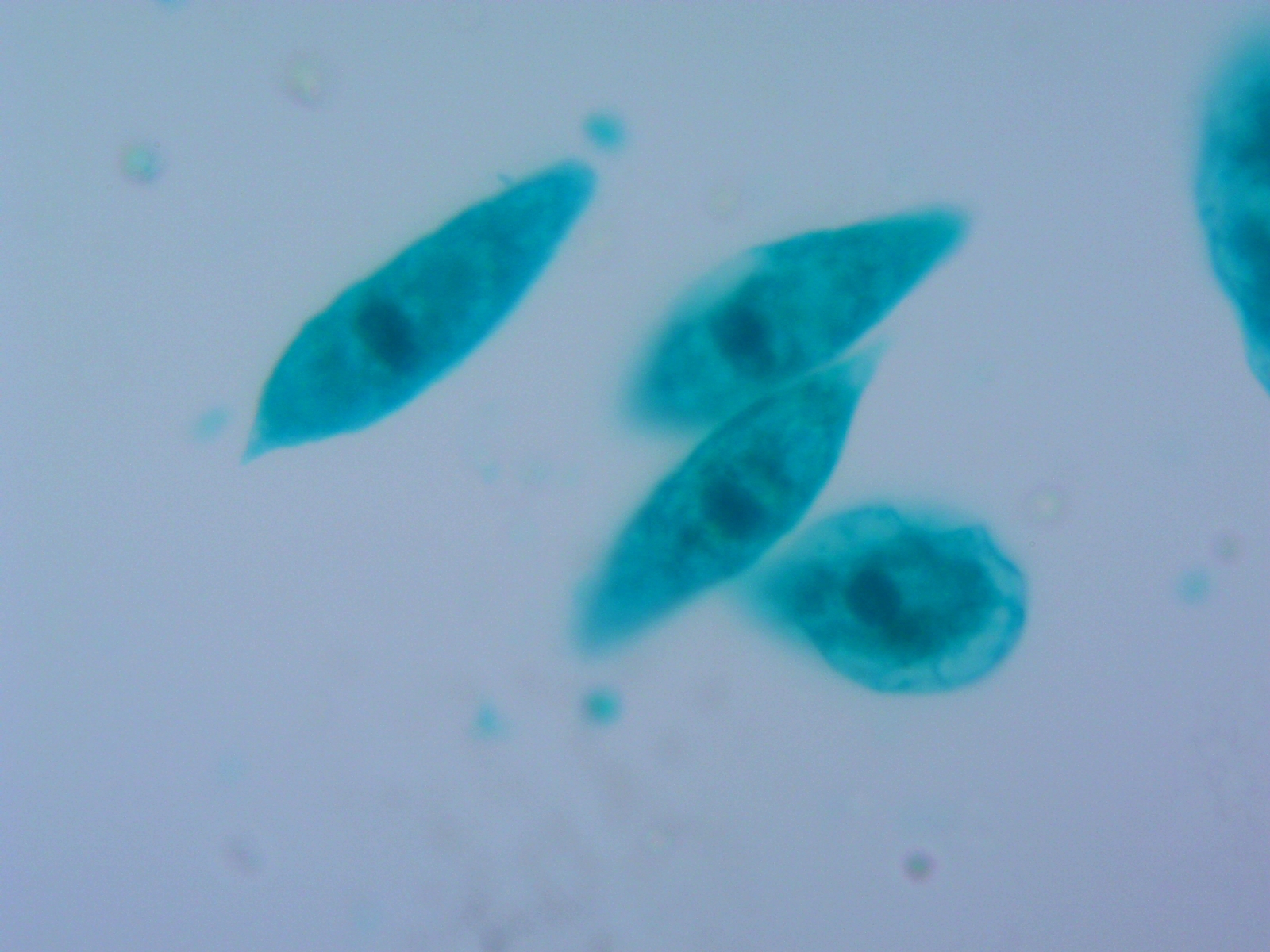 Microscopiodecelulaseuglena