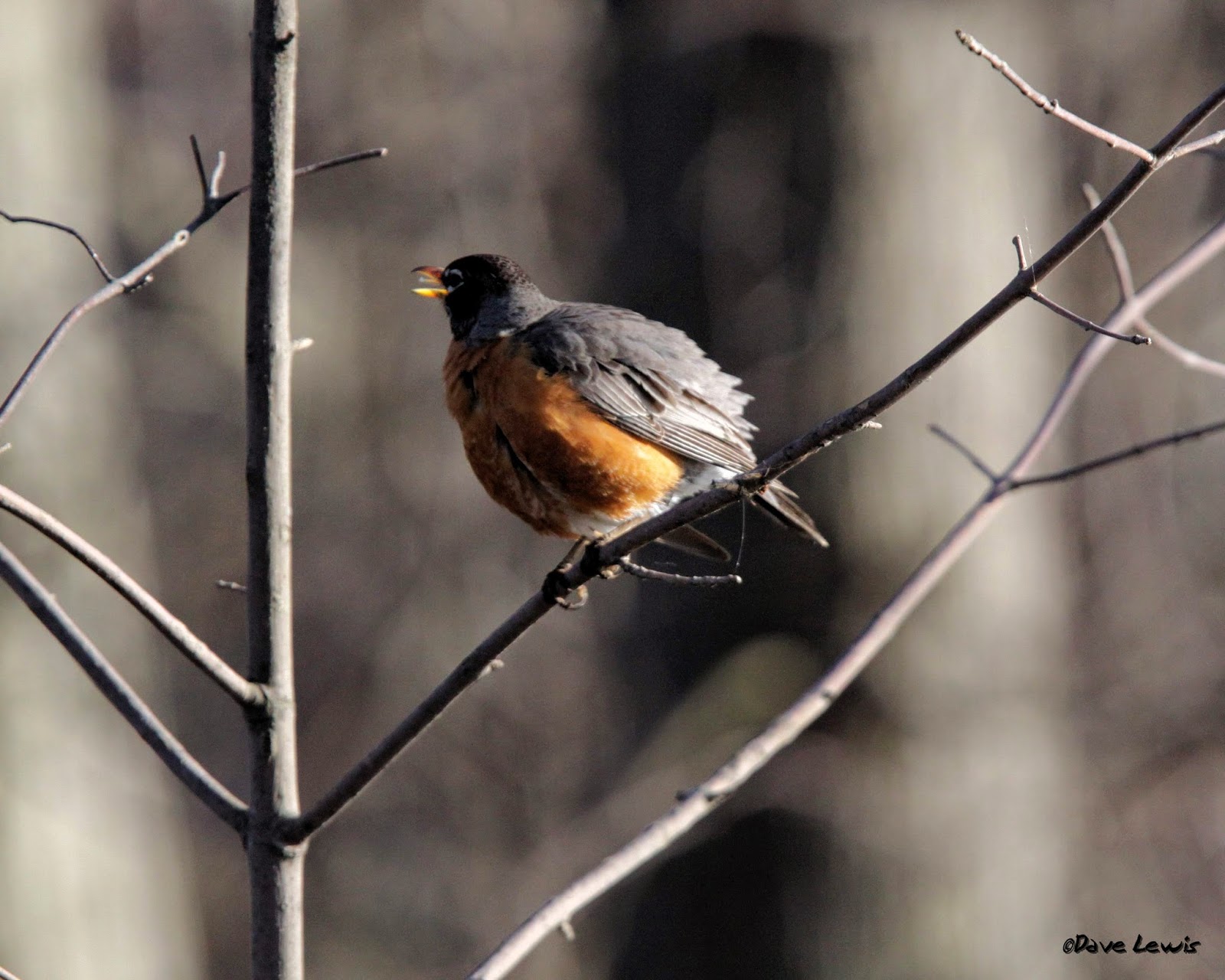 Birds from Behind : A Little Blue...