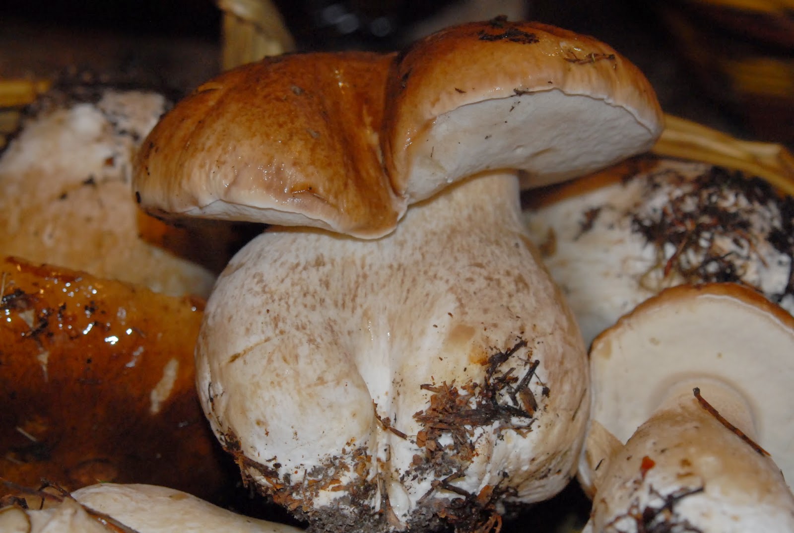 Bakemester Snipp: Hvordan lagre Steinsopp/boletus edulis