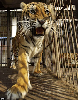 Three Savvy Broads: 129 The Circus