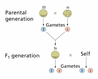 Genetics Den: Genetics den: Principle of Segregation