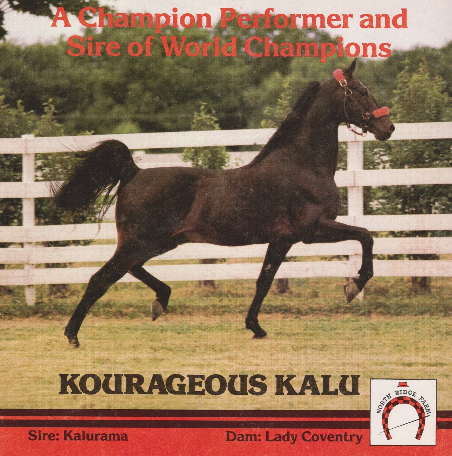 The American Saddlebred: 4/23/16 Kourgeous Kalu