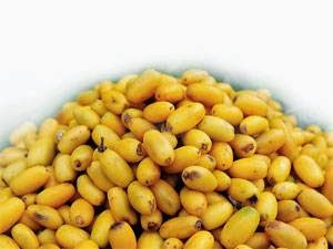 Health,Disease and Genetics: Khirni – fruit with high nutrition value