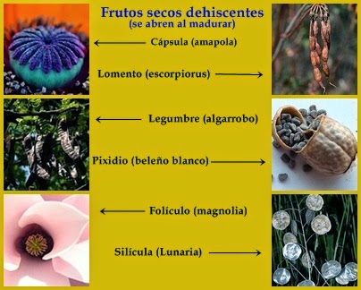 El aprendiz de jardinero: Introducción a las plantas. ¿Big Bang, el ...