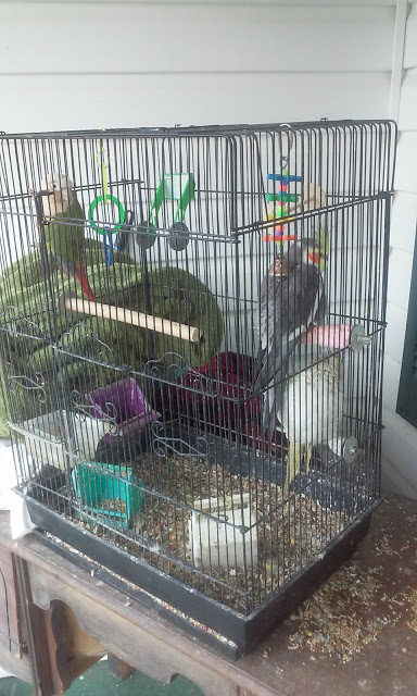 Cleaning Up After Messy Birds #SCJMessyMoments @walmart - Our Whiskey ...