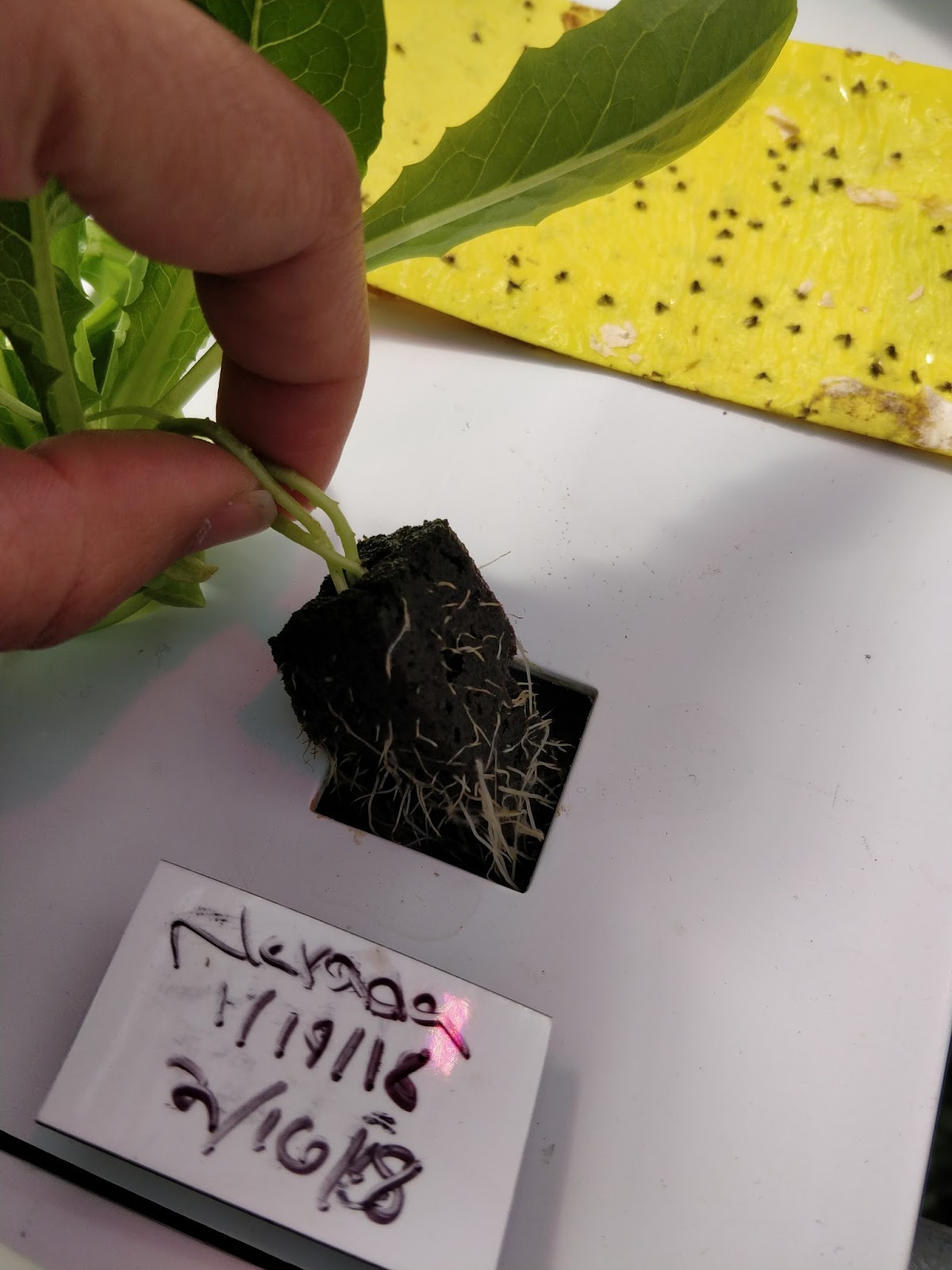 Stuti's TEA Journey : Hydro Ponic Farming: A new approach to learn from!!!