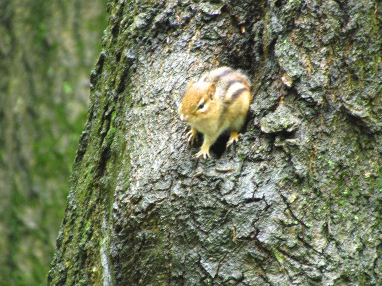 The Oakland Press Blogs: Earth's Almanac: Moose Tree Nature Preserve ...