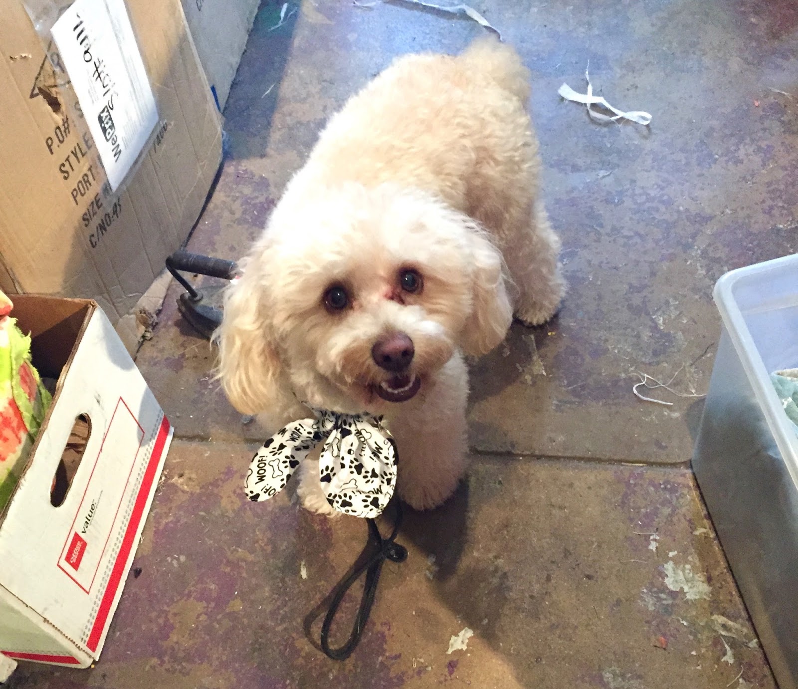 Alton On The Spot: SCAR - Gail Chovan's 18th Annual Fashion Show in ...