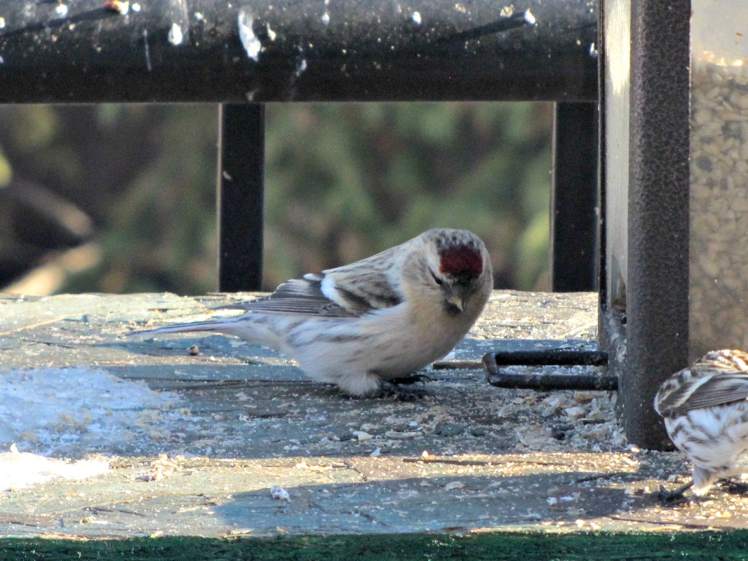 Birding Is Fun!: The Hoary Grail of Birding