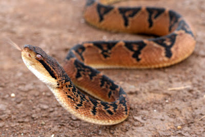 Materia Medica Homeopatica: LACHESIS (L. Mutus. Trigonocephalus ...