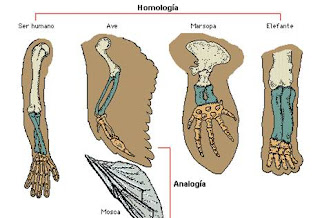 Anatomía comparada | Naturaleza asombrosa, maravillas naturales
