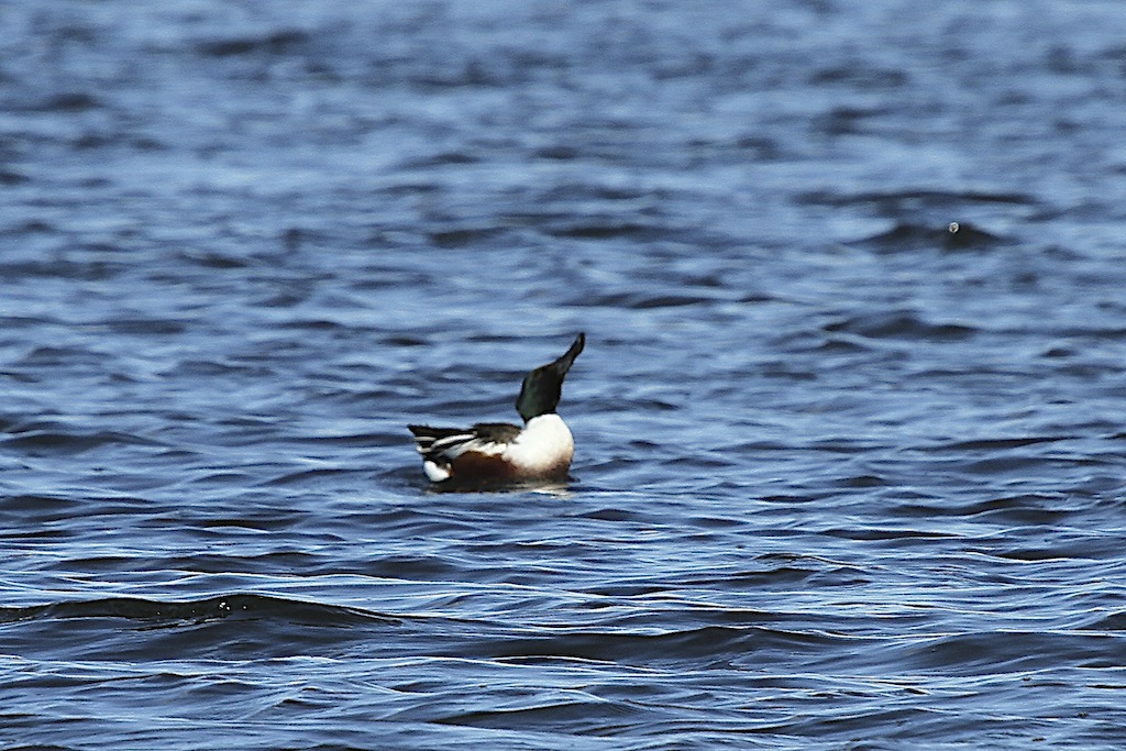 Jennifer Spry's Birding Blog: Northern Shoveler at Western Treatment Plant