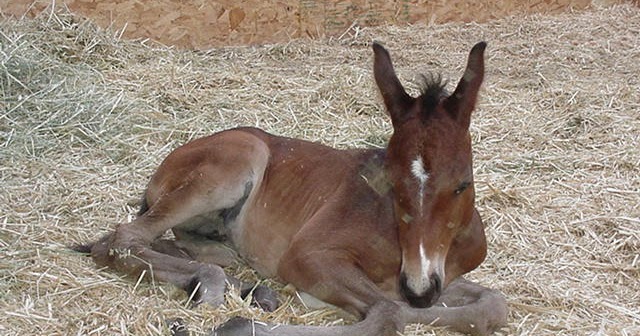 Eventing in Color: Horsey Baby Pics!