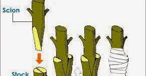 Grafted! (Part 1 of 2)