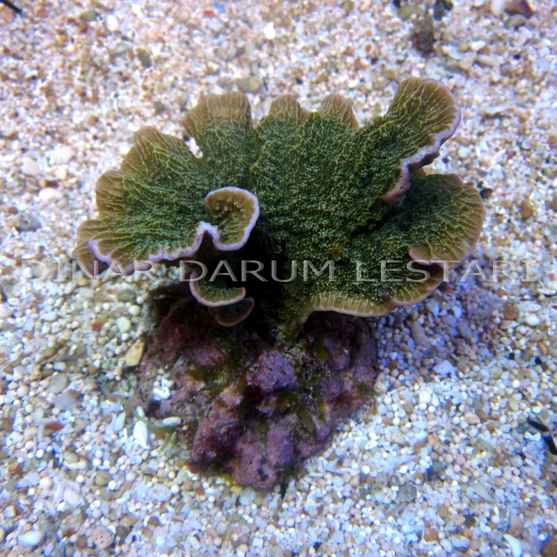 PT. DINAR DARUM LESTARI: Montipora spp