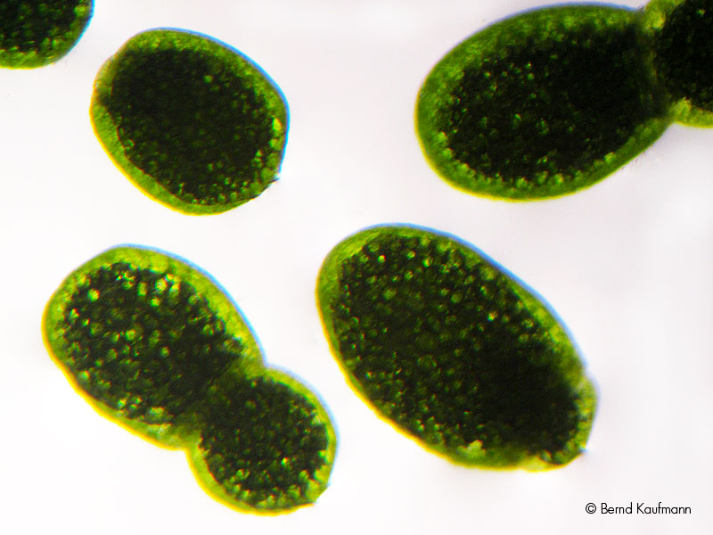 aquamax - das Weblog zur Website: Fotos des Tages: Wolffia arrhiza, die ...