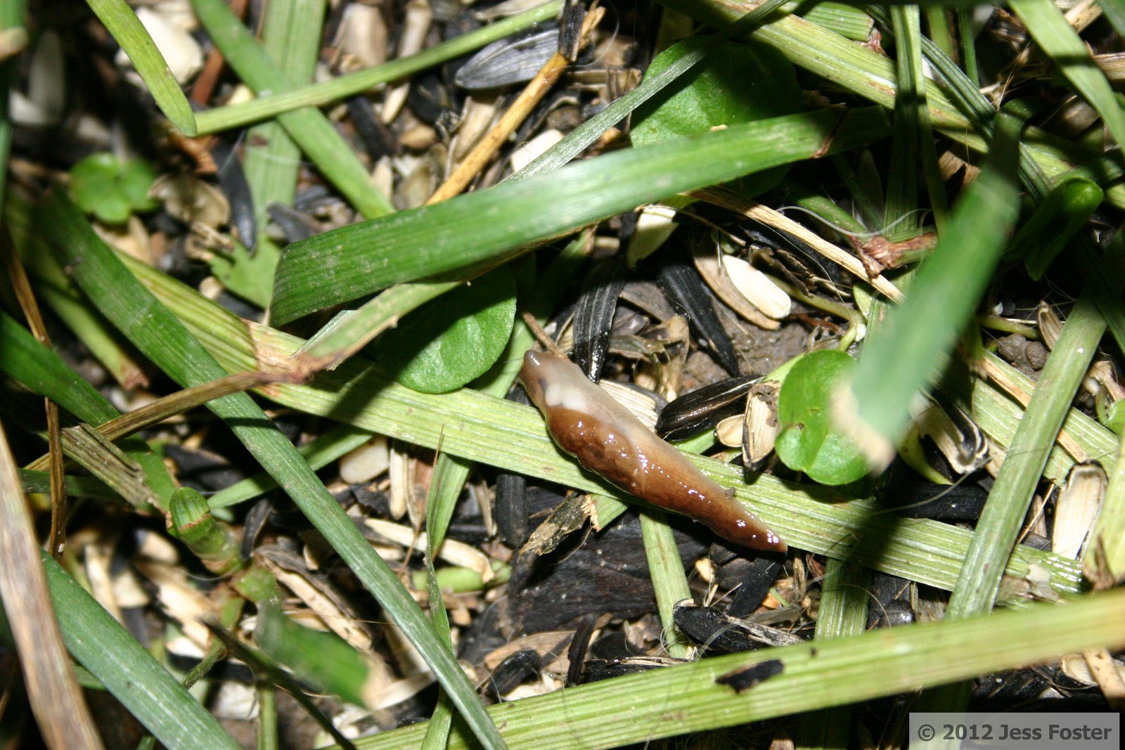 Sluggin' Along: Infected Slugs: Case #4