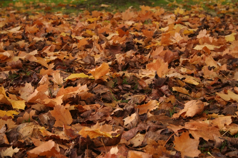 Effects Of Climate Change On Leaf Litter Decomposition The Role Of