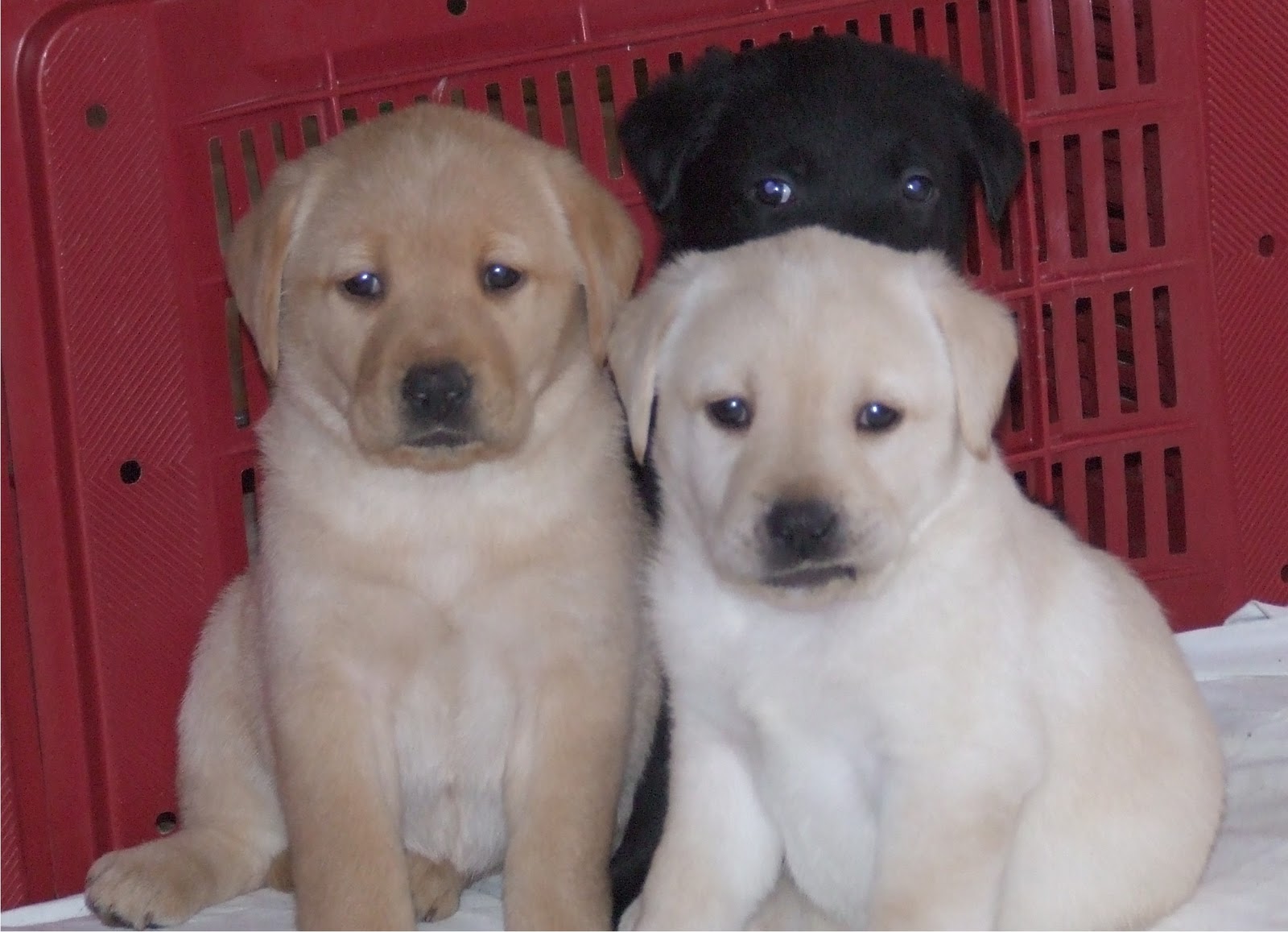Cuccioli di Labrador Retriever: I CUCCIOLI A 44 GIORNI!!!
