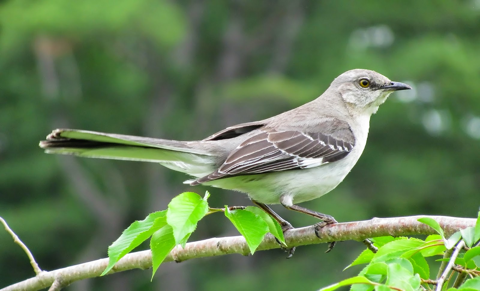 World Bird Sanctuary: Birdlore: Northern Mockingbird: The Best Singer ...