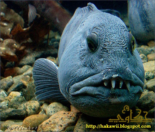 حكاوي: The most scare fish in the world